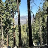 Congress Trail, California - 3,494 Reviews, Map | AllTrails