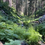 Muir Grove Trail, California - 411 Reviews, Map | AllTrails