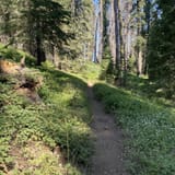 Muir Grove Trail, California - 411 Reviews, Map | AllTrails