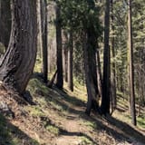 Muir Grove Trail, California - 411 Reviews, Map | AllTrails