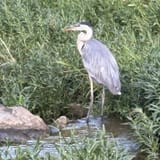 Lake Lenexa, Kansas - 664 Reviews, Map | AllTrails