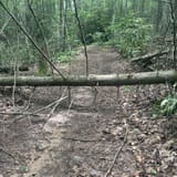 Explorer Loop, North Carolina - 447 Reviews, Map | AllTrails