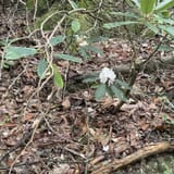 Explorer Loop, North Carolina - 447 Reviews, Map | AllTrails