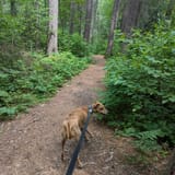 Lost '40' Trail, Minnesota - 182 Reviews, Map | AllTrails