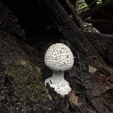 John Rock Trail Loop, North Carolina - 2,602 Reviews, Map | AllTrails