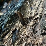 John Rock Trail Loop, North Carolina - 2,598 Reviews, Map | AllTrails