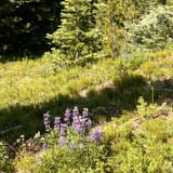 Silver Forest Trail, Washington - 508 Reviews, Map | AllTrails