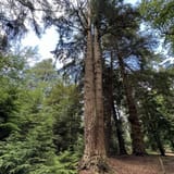 Brockenhurst and the Tall Trees Trail Circular, Hampshire, England ...