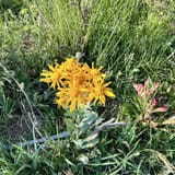 Raspberry Mountain Trail via Ring the Peak Trail, Colorado - 2,039 ...