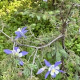 Raspberry Mountain Trail via Ring the Peak Trail, Colorado - 2,039 ...