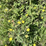 Raspberry Mountain Trail via Ring the Peak Trail, Colorado - 2,039 ...