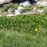 Chicken Spring Lake via Cottonwood Pass Trail, California - 422 Reviews ...
