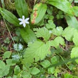 Irely Lake Trail, Washington - 125 Reviews, Map | AllTrails