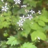Irely Lake Trail, Washington - 125 Reviews, Map | AllTrails