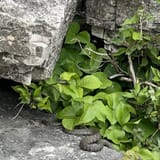 Flowerpot Island Loop Trail, Ontario, Canada - 593 Reviews, Map | AllTrails