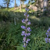 Mount Kit Carson Trail, Washington - 1,046 Reviews, Map | AllTrails