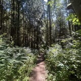 Robin Hill Park, Washington - 347 Reviews, Map | AllTrails