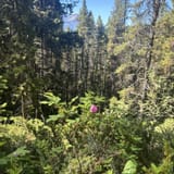 Castle Mountain Lookout Trail, Alberta, Canada - 2,115 Reviews, Map ...