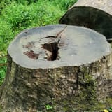 Hashawha Loop Trail, Maryland - 1,148 Reviews, Map | AllTrails