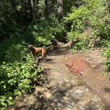 Tibble Fork Loop Trail, Utah - 836 Reviews, Map | AllTrails