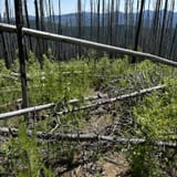 Hall Mountain Trail, Washington - 47 Reviews, Map | AllTrails