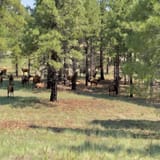 Campbell Mesa Loop, Arizona - 1,365 Reviews, Map | AllTrails