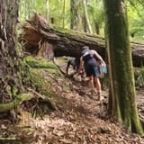 Mount Pirongia via Tirohanga and Mahaukura Tracks, Waikato, New Zealand ...
