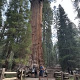 Sherman Tree, Congress, Trail of the Sequoias, and Tharp's Log Loop ...