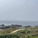 Asilomar State Beach and Coast Trail, California - 913 Reviews, Map ...