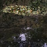 Mortimer Common Circular, Berkshire, England - 63 Reviews, Map | AllTrails