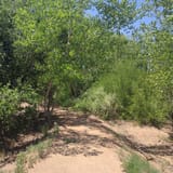 Paseo del Bosque Trail, New Mexico - 346 Reviews, Map | AllTrails