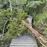 Auckland City Walk, Upper Kauri, Long Road and Fence Line Tracks Loop ...