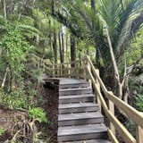 Auckland City Walk, Upper Kauri, Long Road and Fence Line Tracks Loop ...