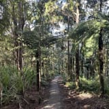 Auckland City Walk, Upper Kauri, Long Road and Fence Line Tracks Loop ...
