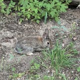 Gem Lake Trail and Lumpy Ridge Loop, Colorado - 2,243 Reviews, Map ...