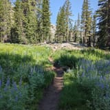 Ten Lakes Trail, California - 542 Reviews, Map | AllTrails