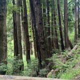 Fern Creek, Lost, and Canopy Trail Loop, California - 2,911 Reviews ...