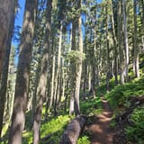 Cone Peak Trail, Oregon - 804 Reviews, Map | AllTrails