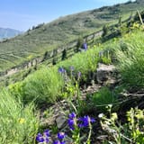 Provo Peak Trail, Utah - 181 Reviews, Map | AllTrails