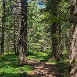 Wildcat Mountain Trail #781F via Douglas Trail #781, Oregon - 269 ...