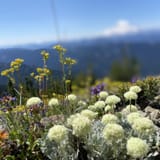 Mount Aix Trail, Washington - 147 Reviews, Map | AllTrails