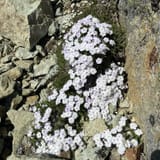 Mount Aix Trail, Washington - 147 Reviews, Map | AllTrails