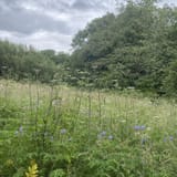 Wepre Park Circular, Flintshire, Wales - 493 Reviews, Map | AllTrails