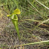 Pitcher Plant Trail, Texas - 239 Reviews, Map | AllTrails