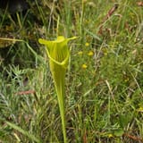 Pitcher Plant Trail, Texas - 239 Reviews, Map | AllTrails