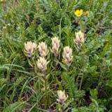 Handies Peak via American Basin Trail, Colorado - 1,154 Reviews, Map ...