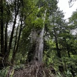 Big Tree via Karl Knapp and Cathedral Trees Loop, California - 730 ...