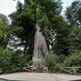 Big Tree via Karl Knapp and Cathedral Trees Loop, California - 730 ...