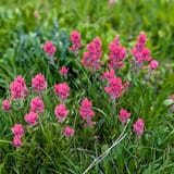 Handies Peak via American Basin Trail, Colorado - 1,154 Reviews, Map ...