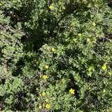 Raspberry Mountain Trail via Ring the Peak Trail, Colorado - 2,036 ...